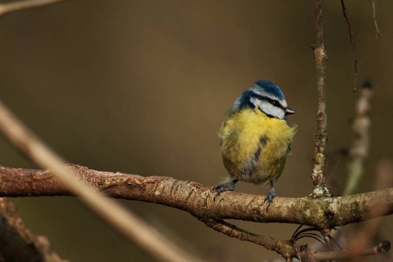 8 May – Dawn chorus walk – Friends of Coldfall Wood & Muswell Hill ...