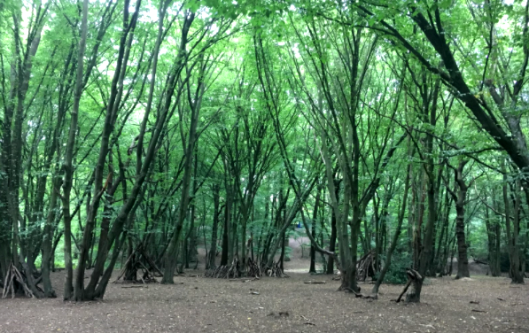 Friends of Coldfall Wood & Muswell Hill Playing Fields – Friends of ...