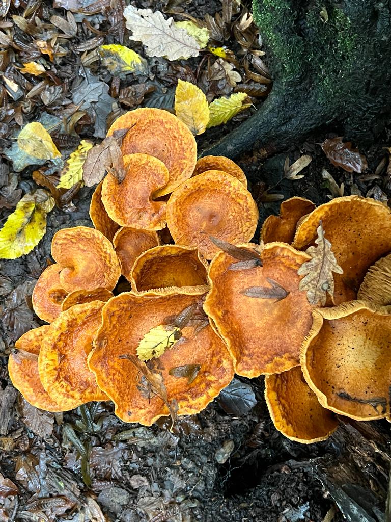 Friends of Coldfall Wood & Muswell Hill Playing Fields – Friends of ...